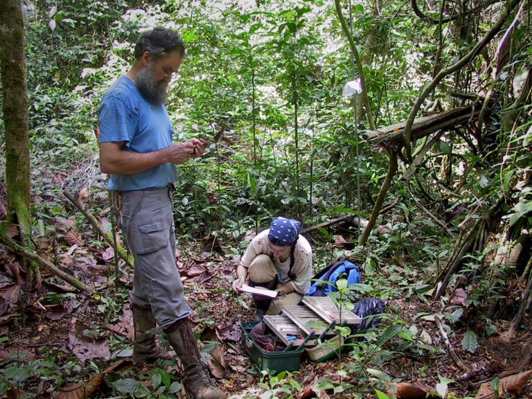 In the Tropics, a Troubling Echo of North America’s Bird Declines ...