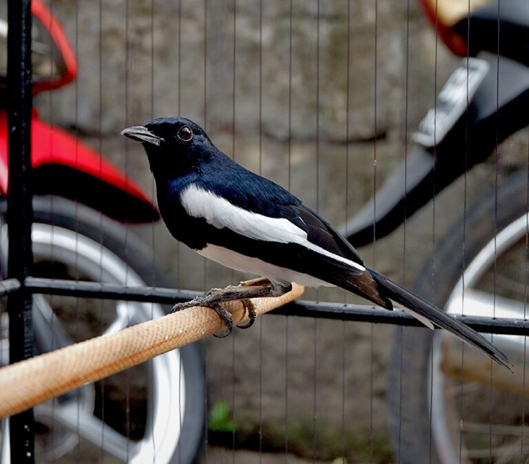 Inside the Indonesian Songbird Trade | Living Bird | All About Birds