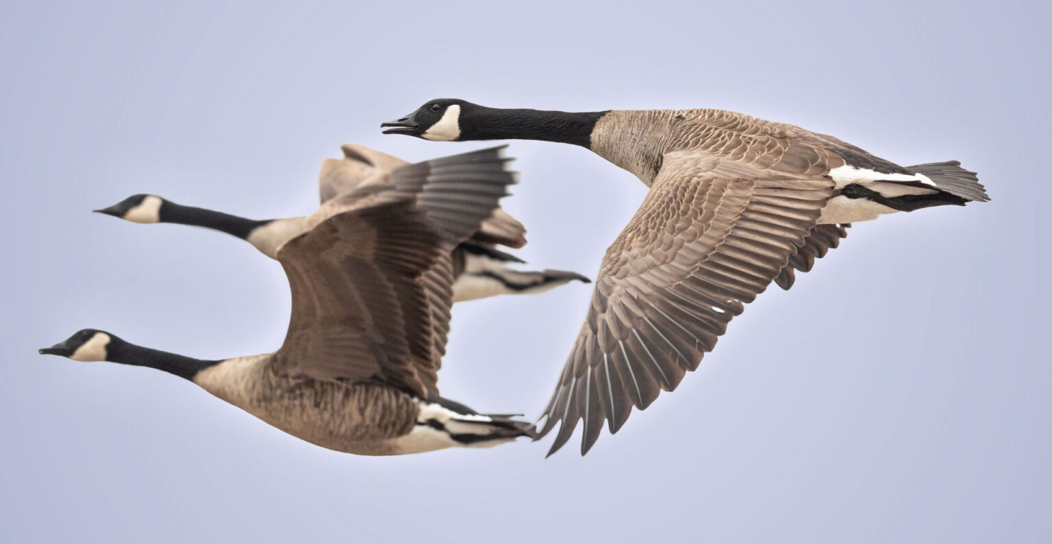 The Basics of Bird Migration: How, Why, and Where | All About Birds