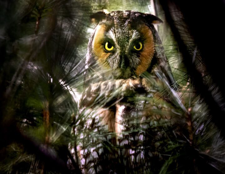 Feast Your Eyes on Our Spooky Birds Gallery—If You Dare | All About Birds