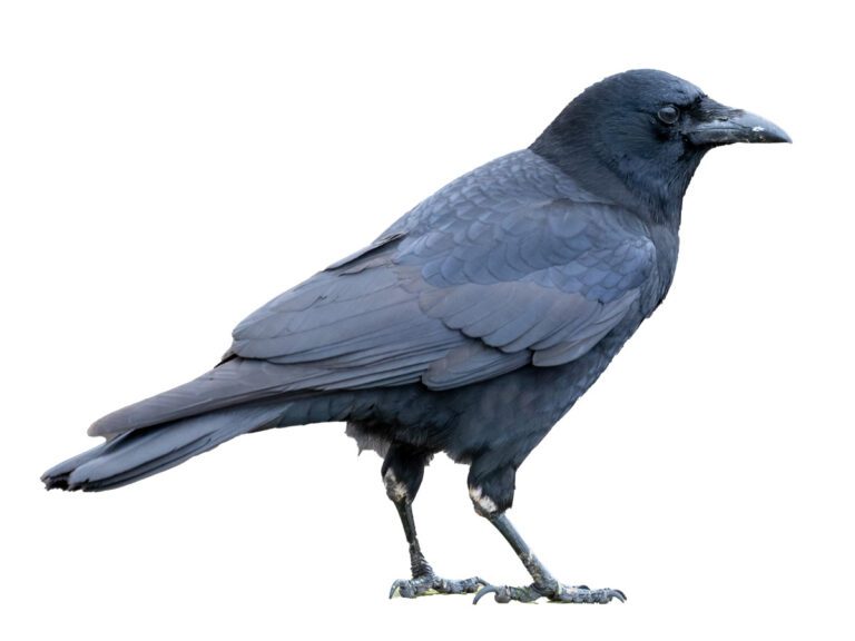 How to Tell Crows and Ravens Apart by Sight and Sound | All About Birds