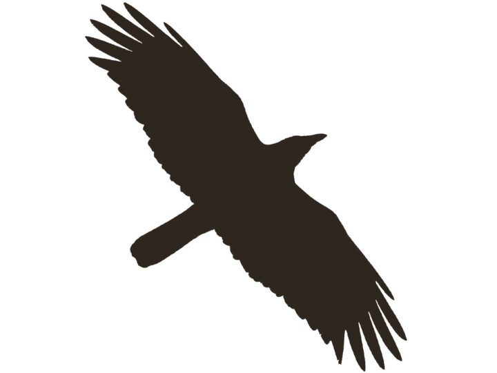 How to Tell Crows and Ravens Apart by Sight and Sound | All About Birds