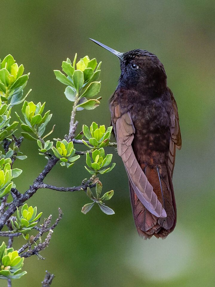 Feast Your Eyes on Our Spooky Birds Gallery—If You Dare | All About Birds