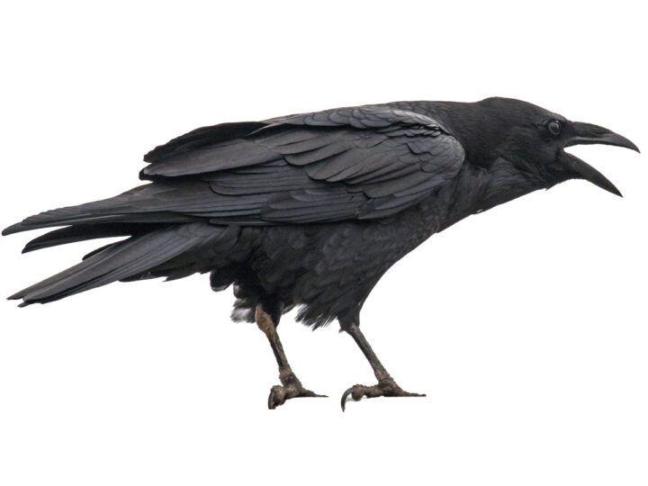 How to Tell Crows and Ravens Apart by Sight and Sound | All About Birds
