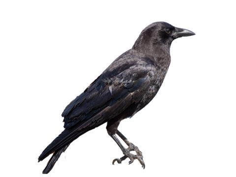 How to Tell Crows and Ravens Apart by Sight and Sound | All About Birds