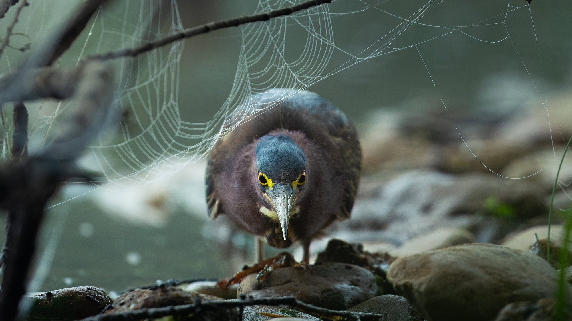 Feast Your Eyes on Our Spooky Birds Gallery—If You Dare | All About Birds