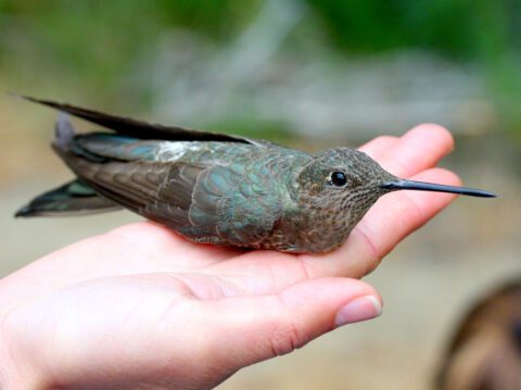 The Heretofore Unknown Odyssey of the Giant Hummingbird | Living Bird ...