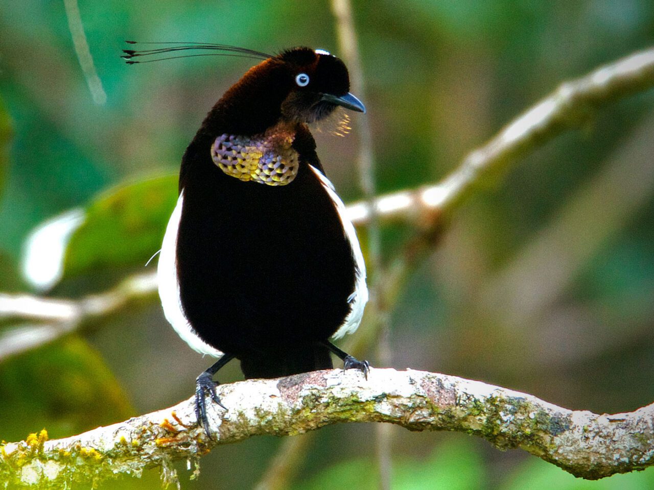 The Heretofore Unknown Odyssey of the Giant Hummingbird | Living Bird ...