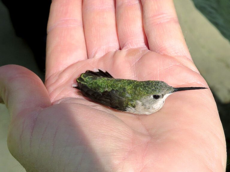The Heretofore Unknown Odyssey of the Giant Hummingbird | Living Bird ...