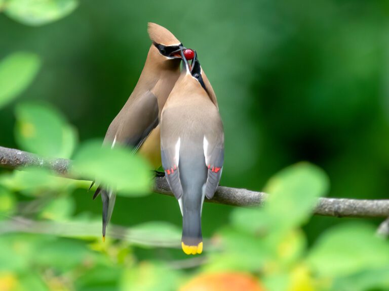Macaulay Library’s Best Bird Photos 2025 | Living Bird | All About Birds