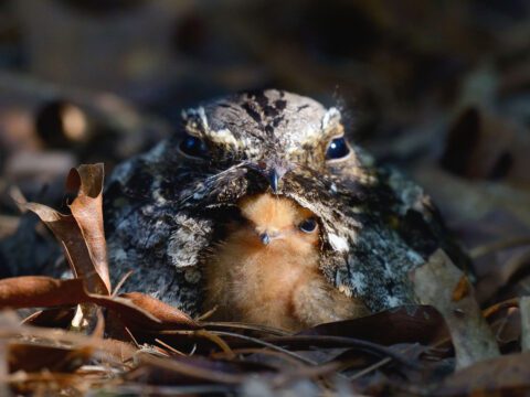 Baby Birds Gallery—Fuzzy Photos You'll Love | All About Birds