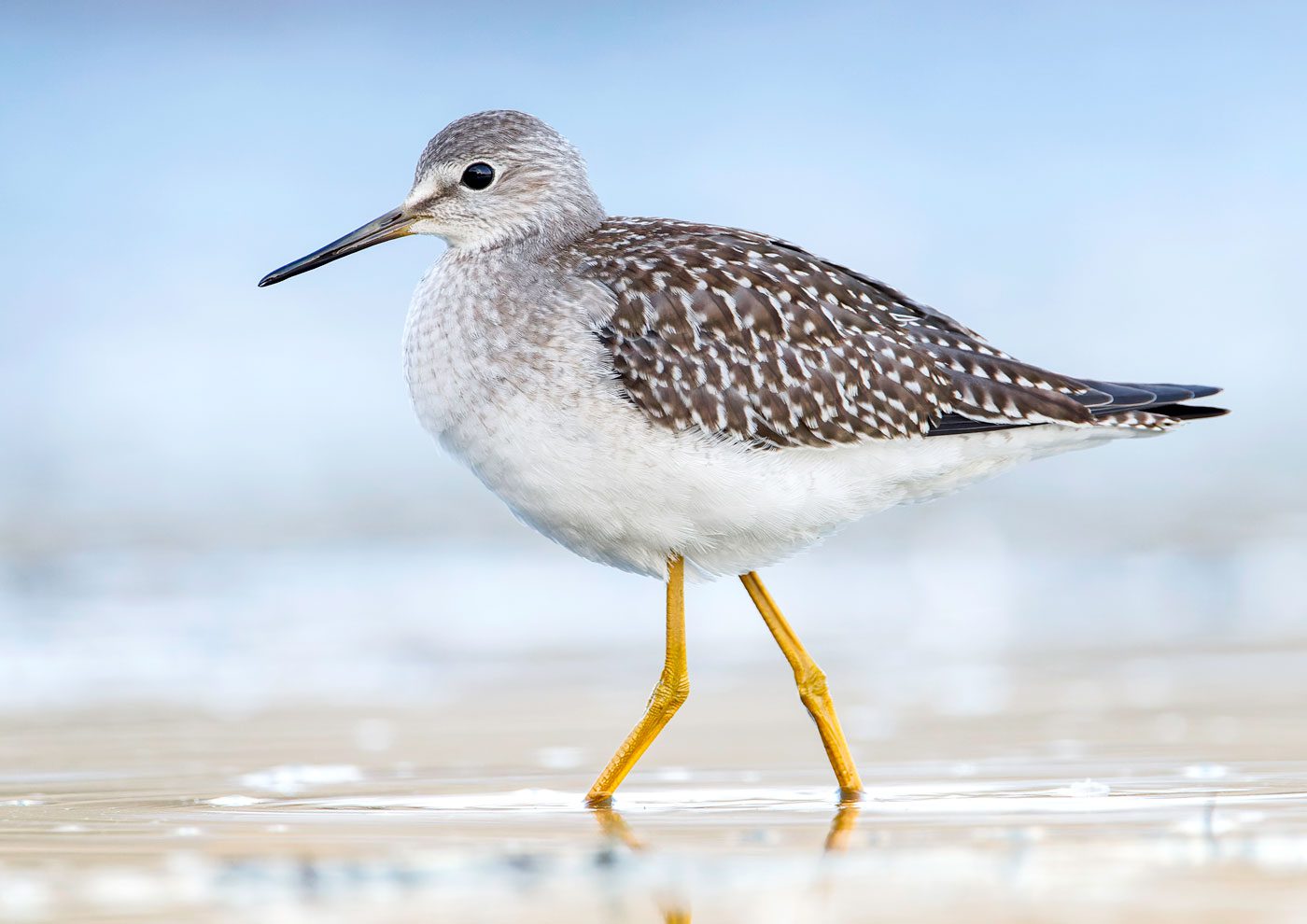 Five Years After 3 Billion Birds Lost, Scientists Plan A Road to ...