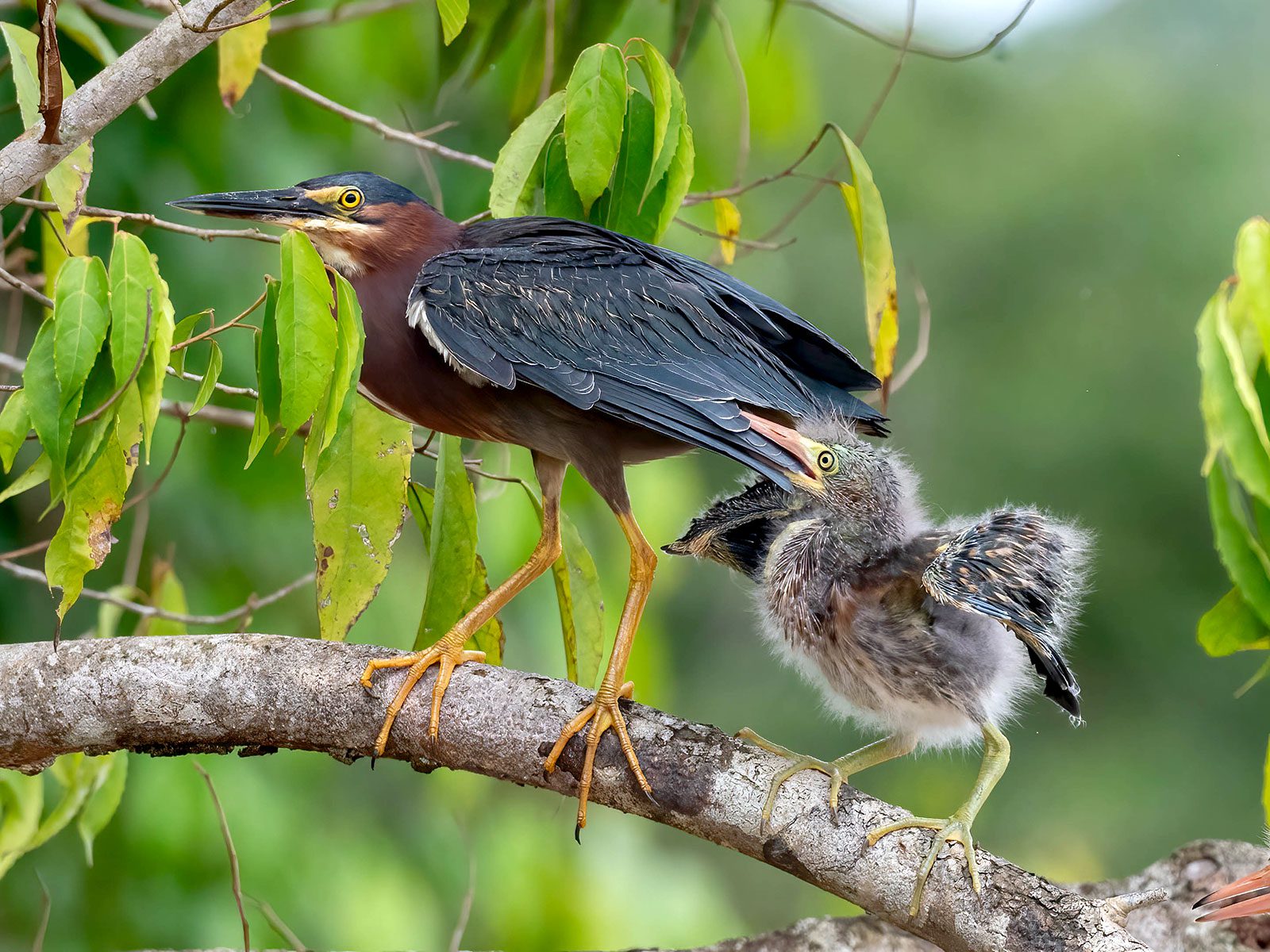 Baby Birds Gallery—Fuzzy Photos You'll Love | All About Birds