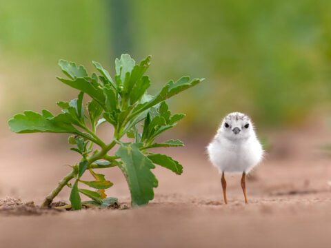 Baby Birds Gallery—Fuzzy Photos You'll Love | All About Birds