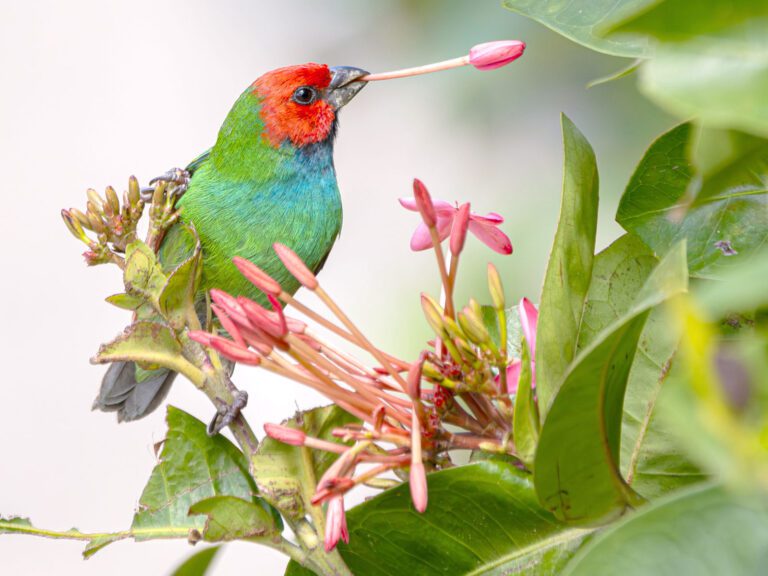 Macaulay Library’s Best Bird Photos 2025 | Living Bird | All About Birds