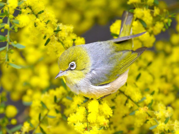 Macaulay Library’s Best Bird Photos 2025 | Living Bird | All About Birds