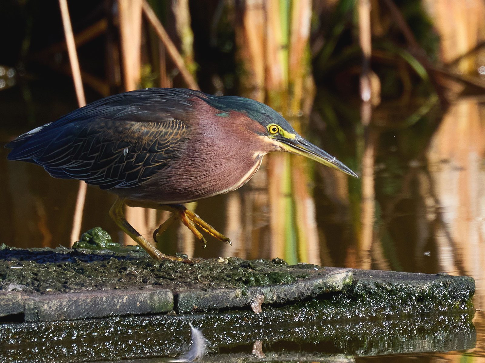 How a Prizewinning Science Writer Found Himself Immersed in Birding ...