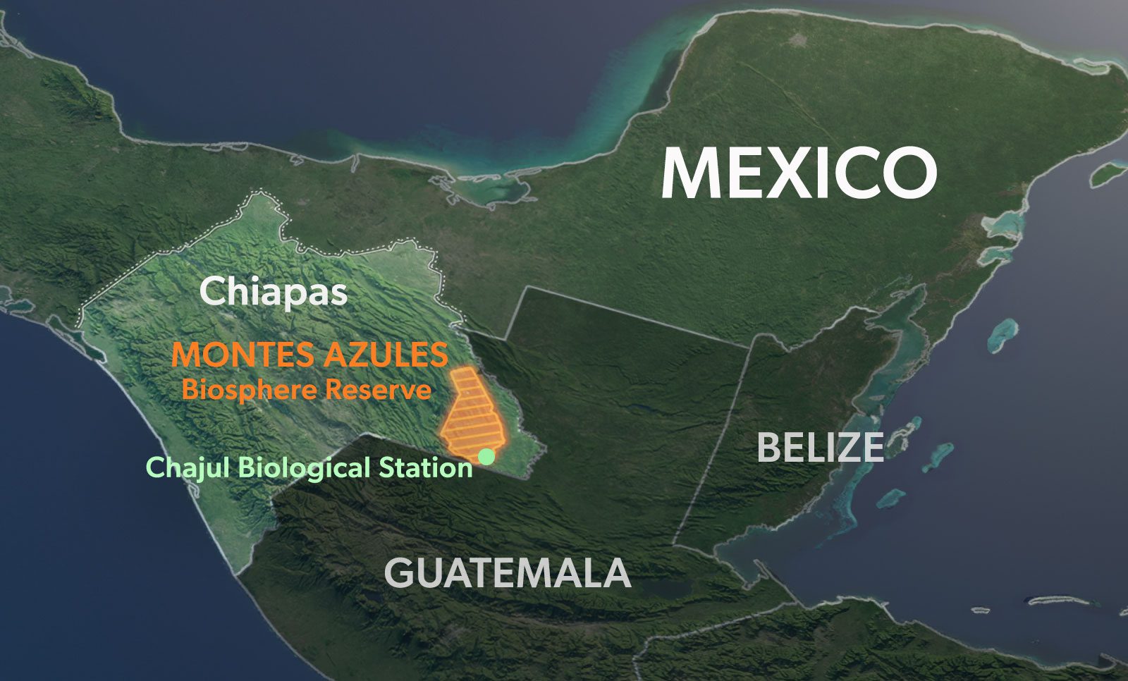 Mexico’s Long Road to a Scarlet Macaw Revival | Living Bird | All About ...