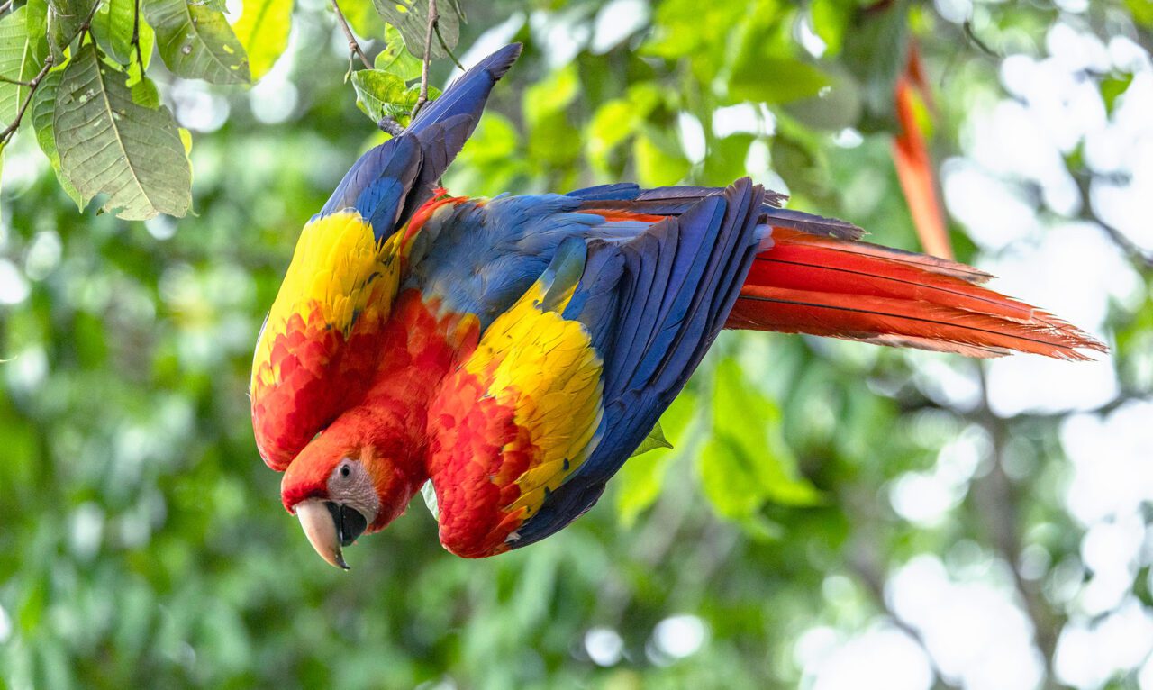 Mexico’s Long Road to a Scarlet Macaw Revival | Living Bird | All About Birds
