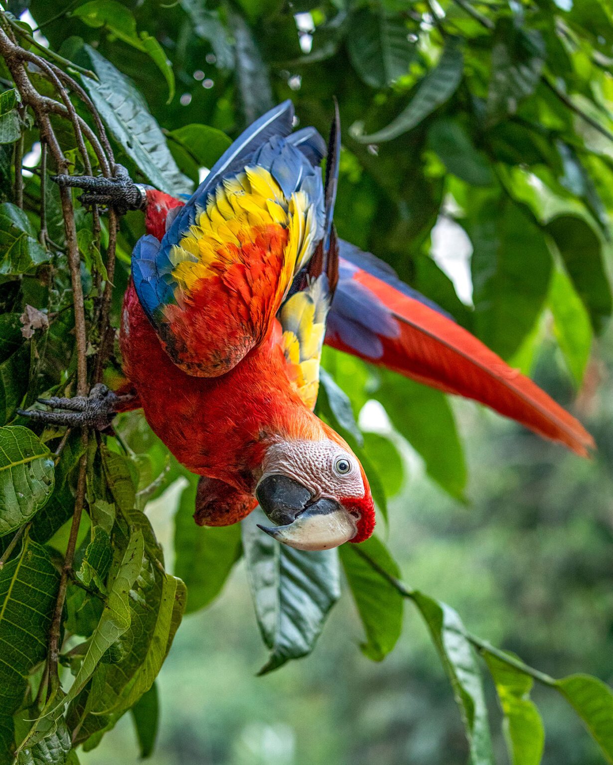 Mexico’s Long Road to a Scarlet Macaw Revival | Living Bird | All About ...