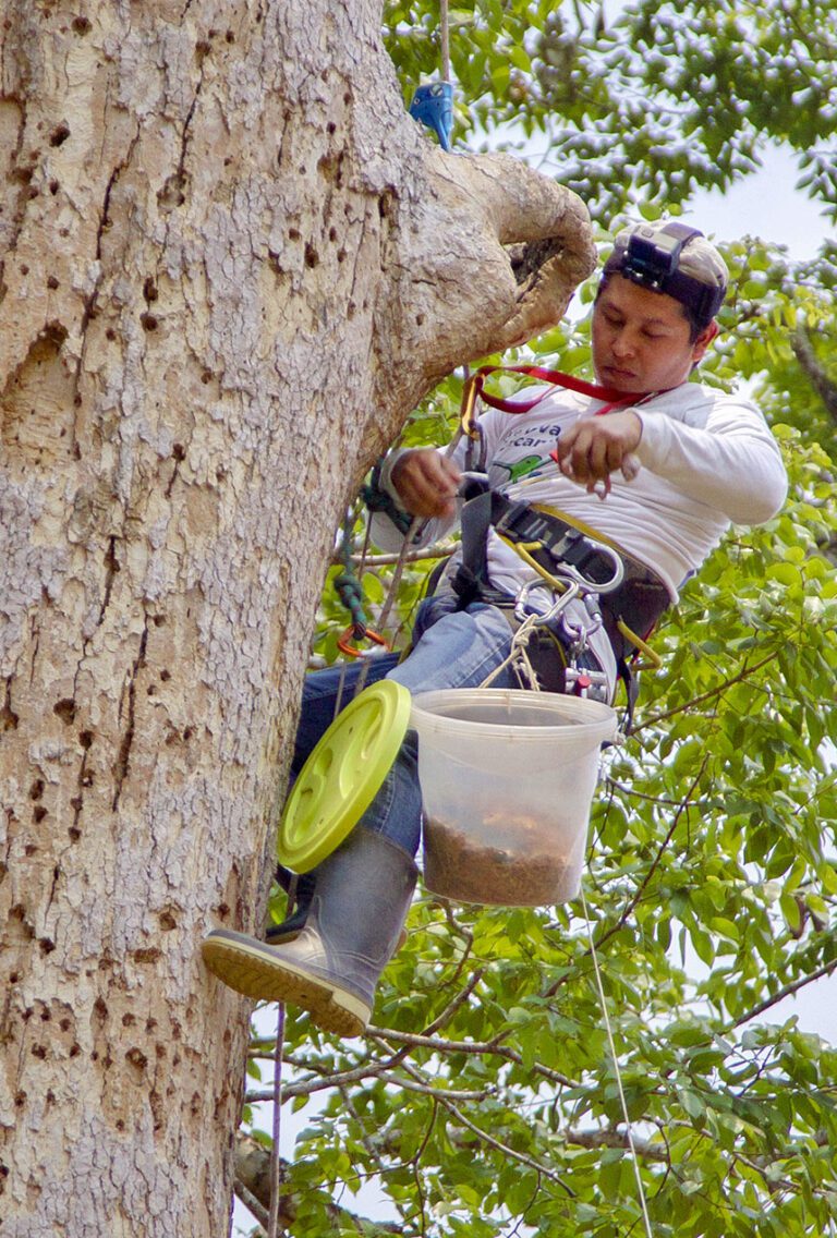 Mexico’s Long Road to a Scarlet Macaw Revival | Living Bird | All About ...