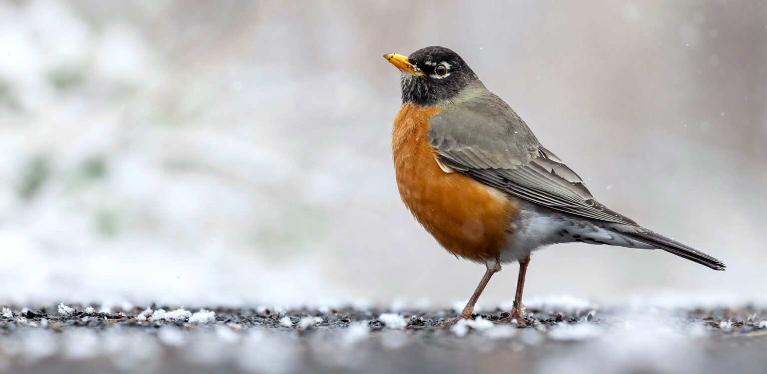 Is it unusual to see American Robins in the middle of winter? | All ...