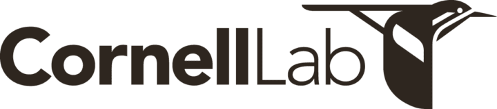 The Most Mysterious Feather: Filoplumes | Living Bird | All About Birds