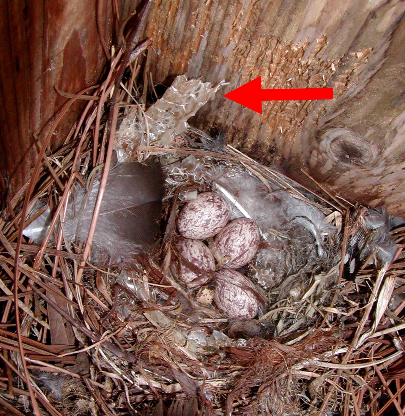 Why Do Birds Put Snakeskin in Nests? It May Warn Away Predators | All ...