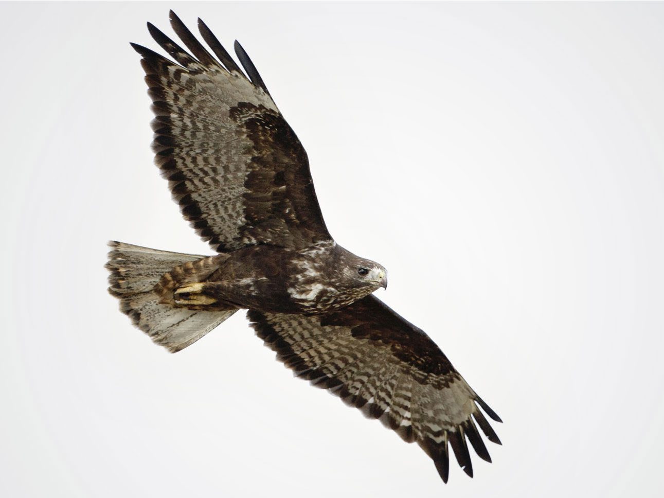 Chesapeake Bay Ospreys Are Facing Persistent Nest Failures | Living ...