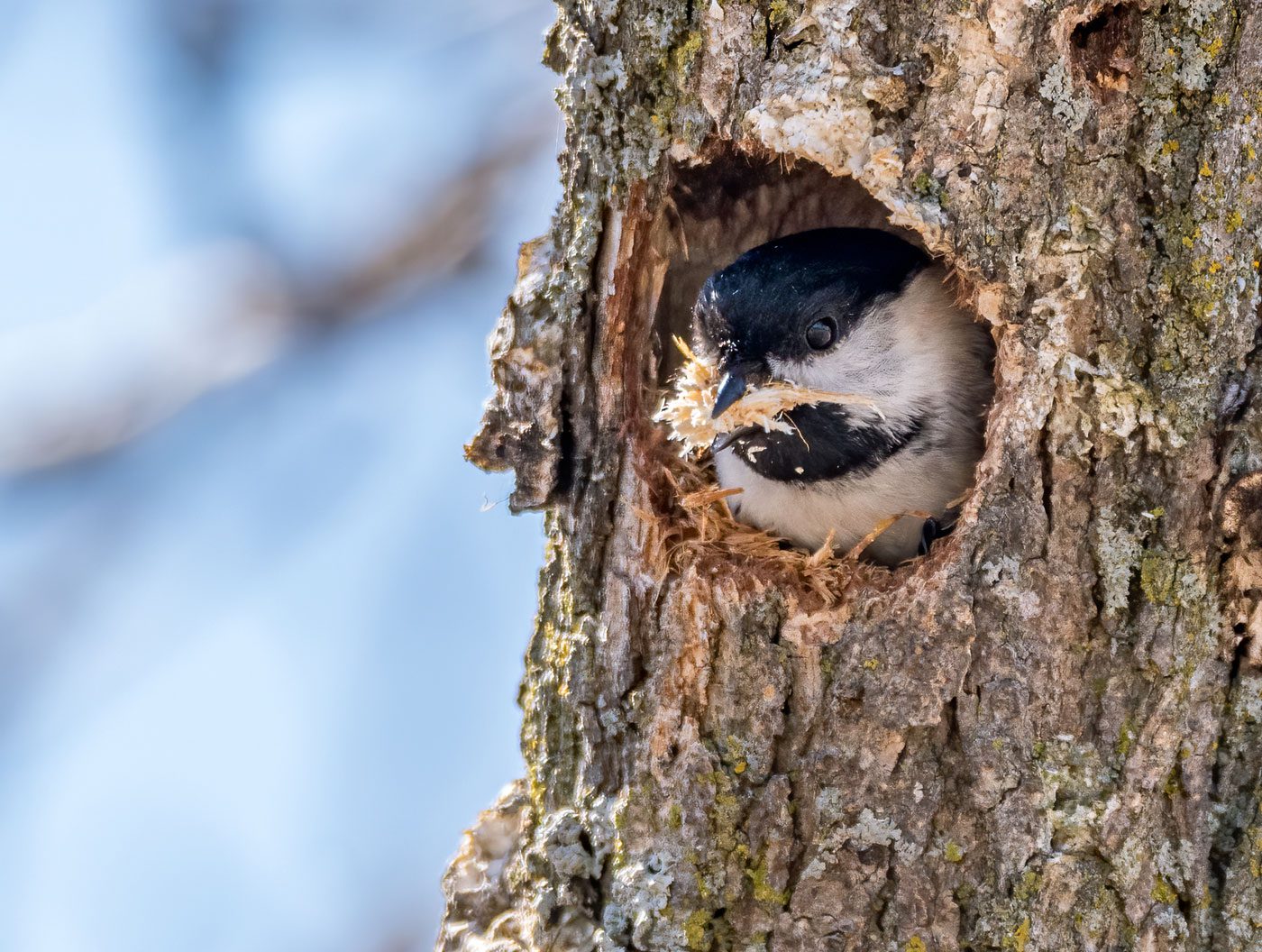 Cavity Nesting Birds: Fascinating Insights for Enthusiastic ...