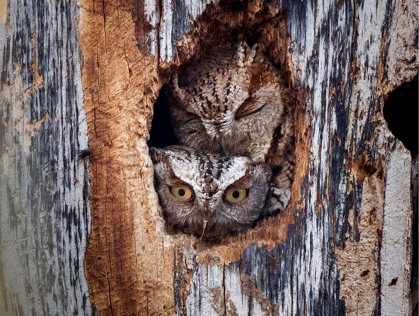 The Hole Story: How Woodpeckers Make Homes for the Rest of the Forest ...