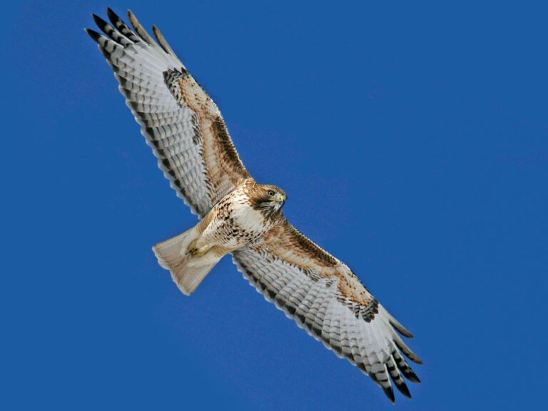 Cracking the Red-tail Code: Exploring the Diversity of America’s Most ...
