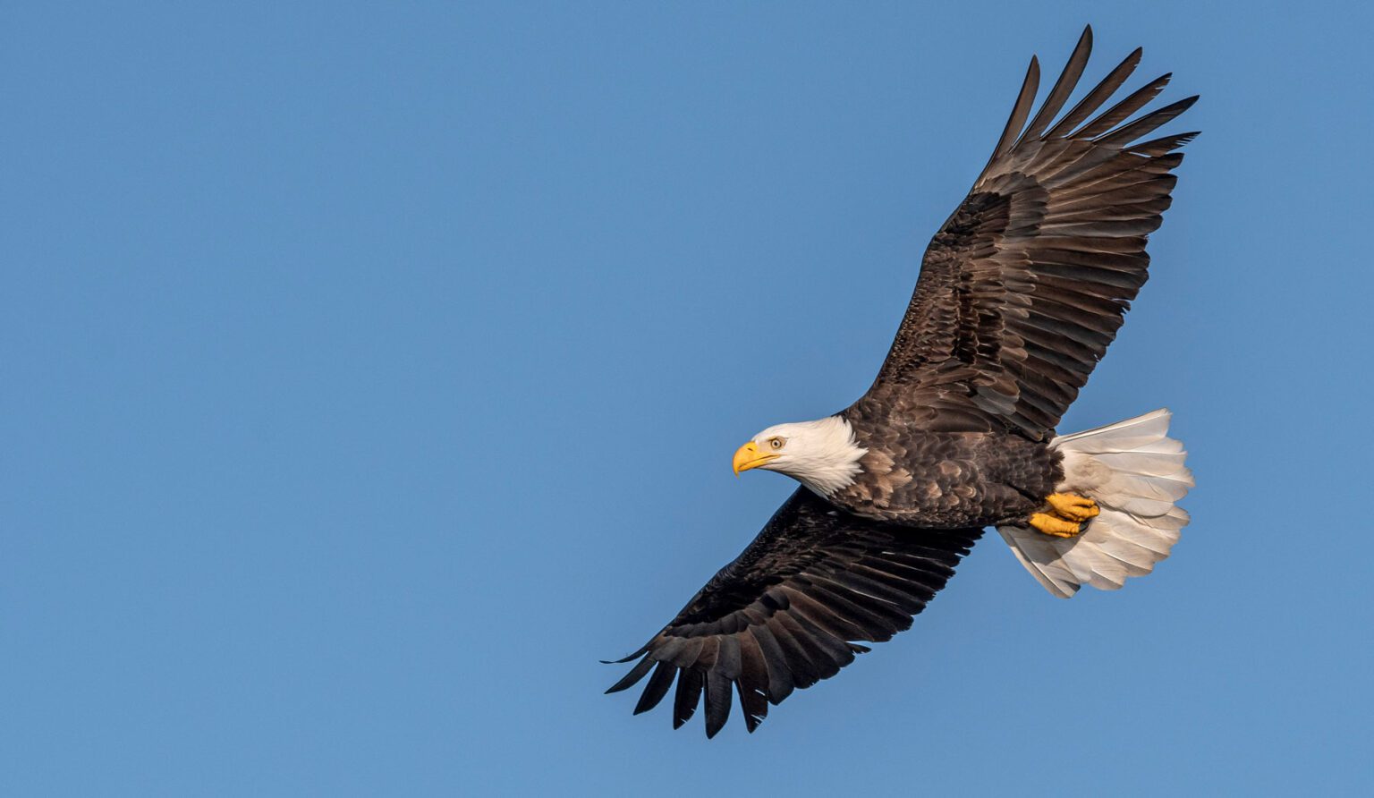 It’s Official: Bald Eagle Is America’s Bird | All About Birds