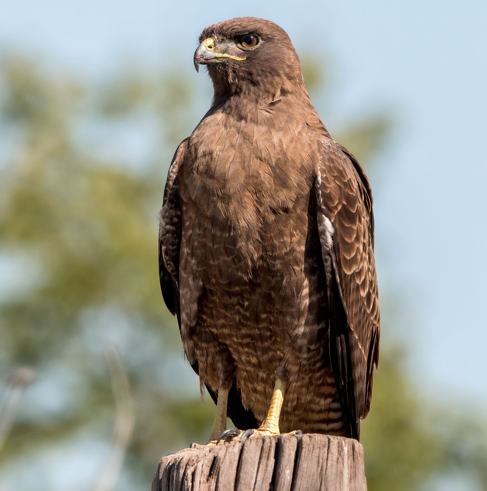 Red Tailed Hawk Fargeleggingssider