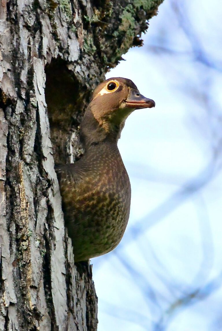 The Hole Story: How Woodpeckers Make Homes for the Rest of the Forest ...