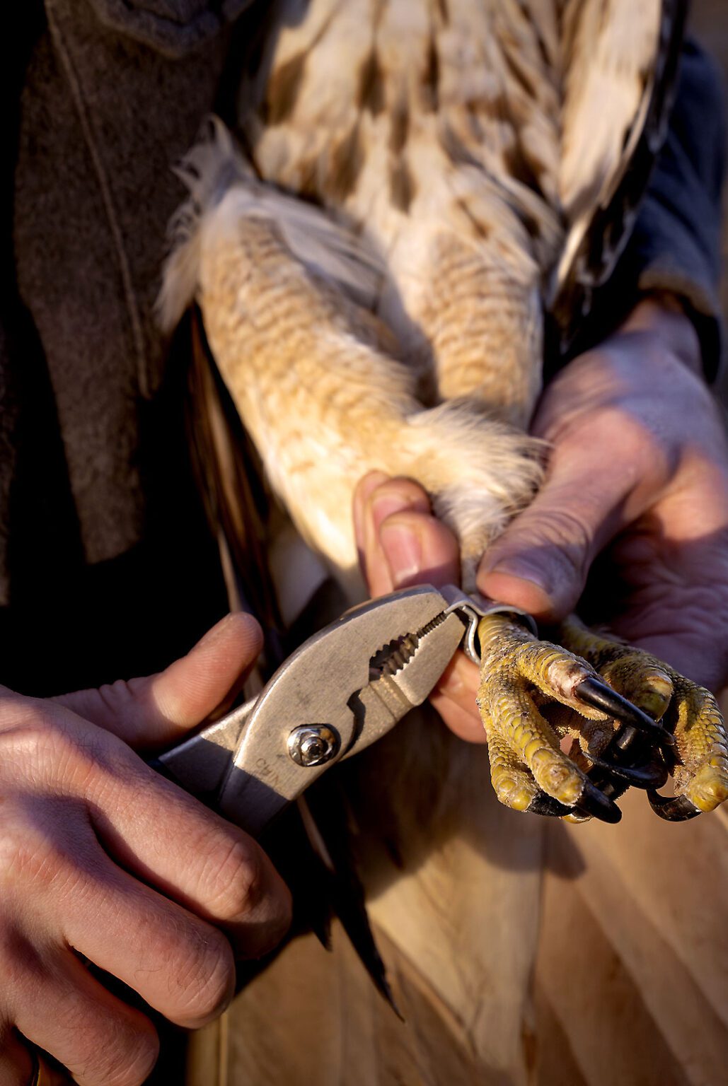 Cracking the Red-tail Code: Exploring the Diversity of America’s Most ...