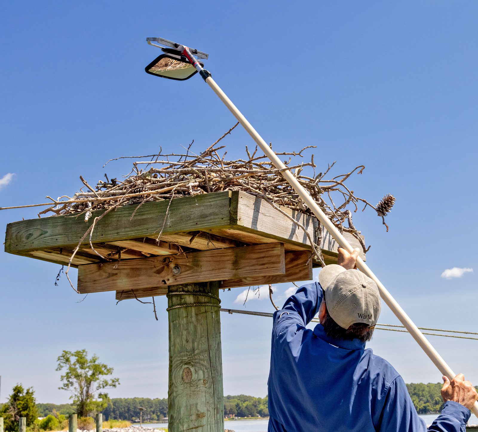 Chesapeake Bay Ospreys Are Facing Persistent Nest Failures | Living ...
