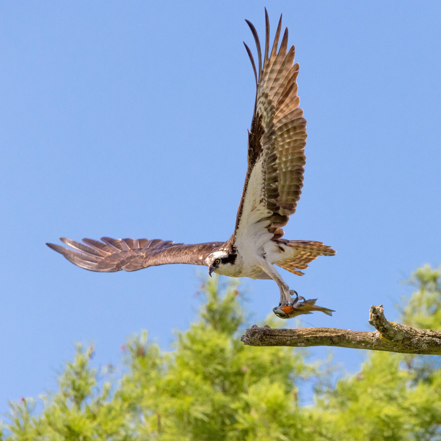 Chesapeake Bay Ospreys Are Facing Persistent Nest Failures | Living ...