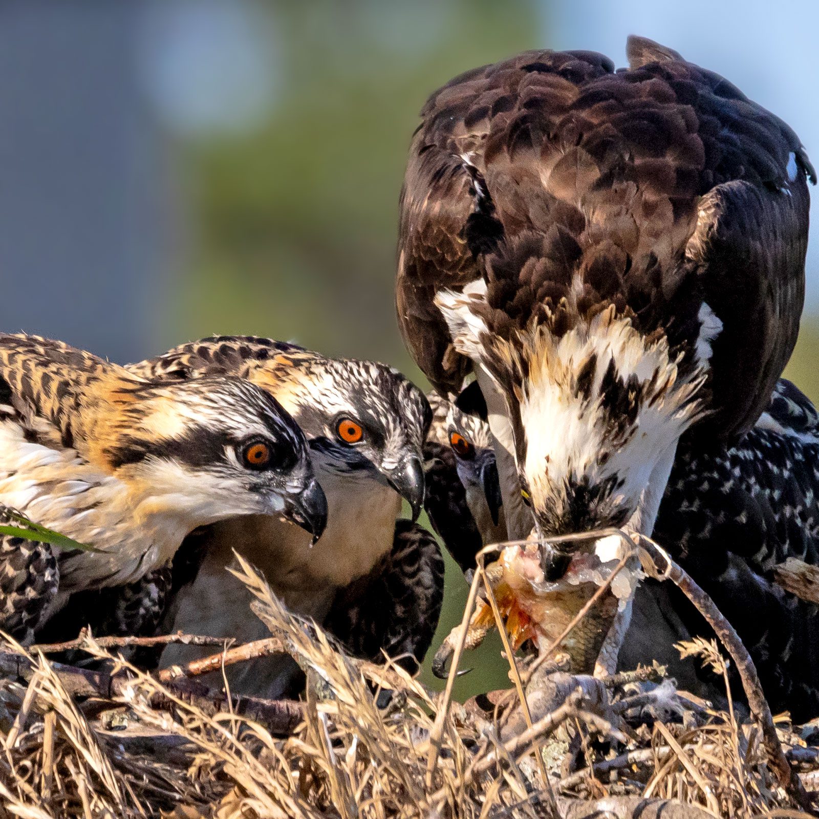 Chesapeake Bay Ospreys Are Facing Persistent Nest Failures | Living ...
