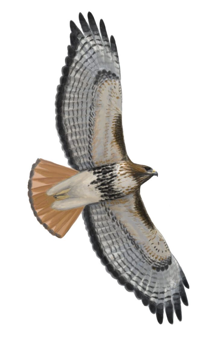 Cracking the Red-tail Code: Exploring the Diversity of America’s Most ...