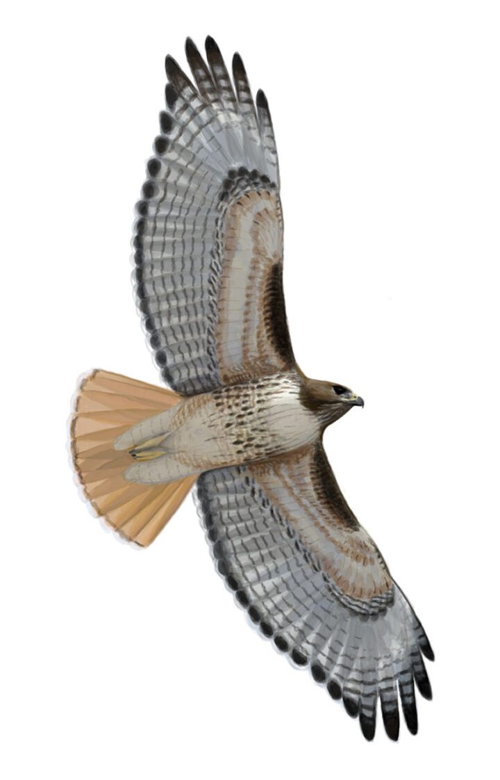 Cracking the Red-tail Code: Exploring the Diversity of America’s Most ...