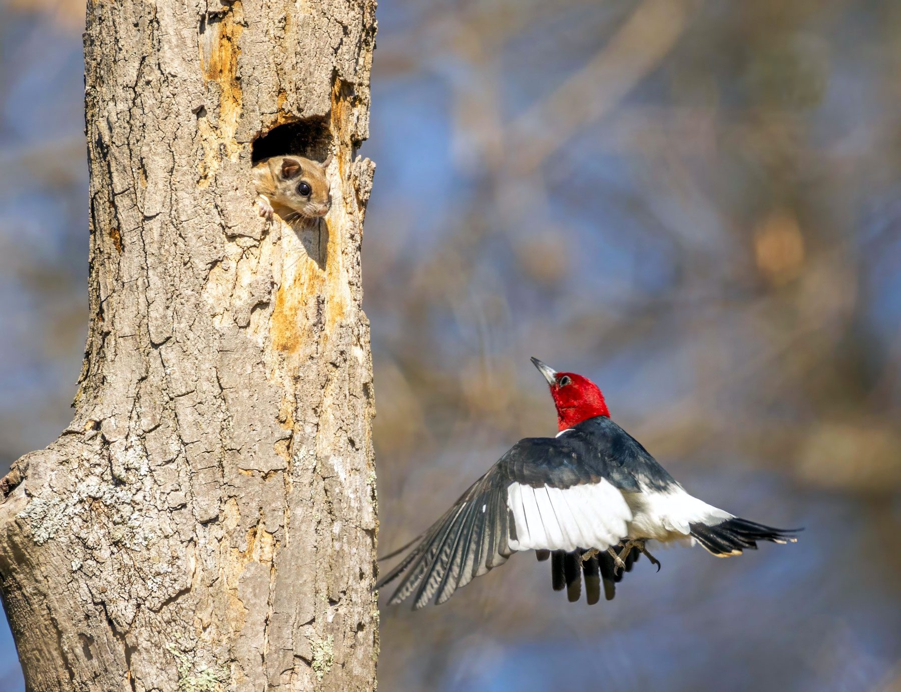 The Hole Story: How Woodpeckers Make Homes for the Rest of the Forest ...