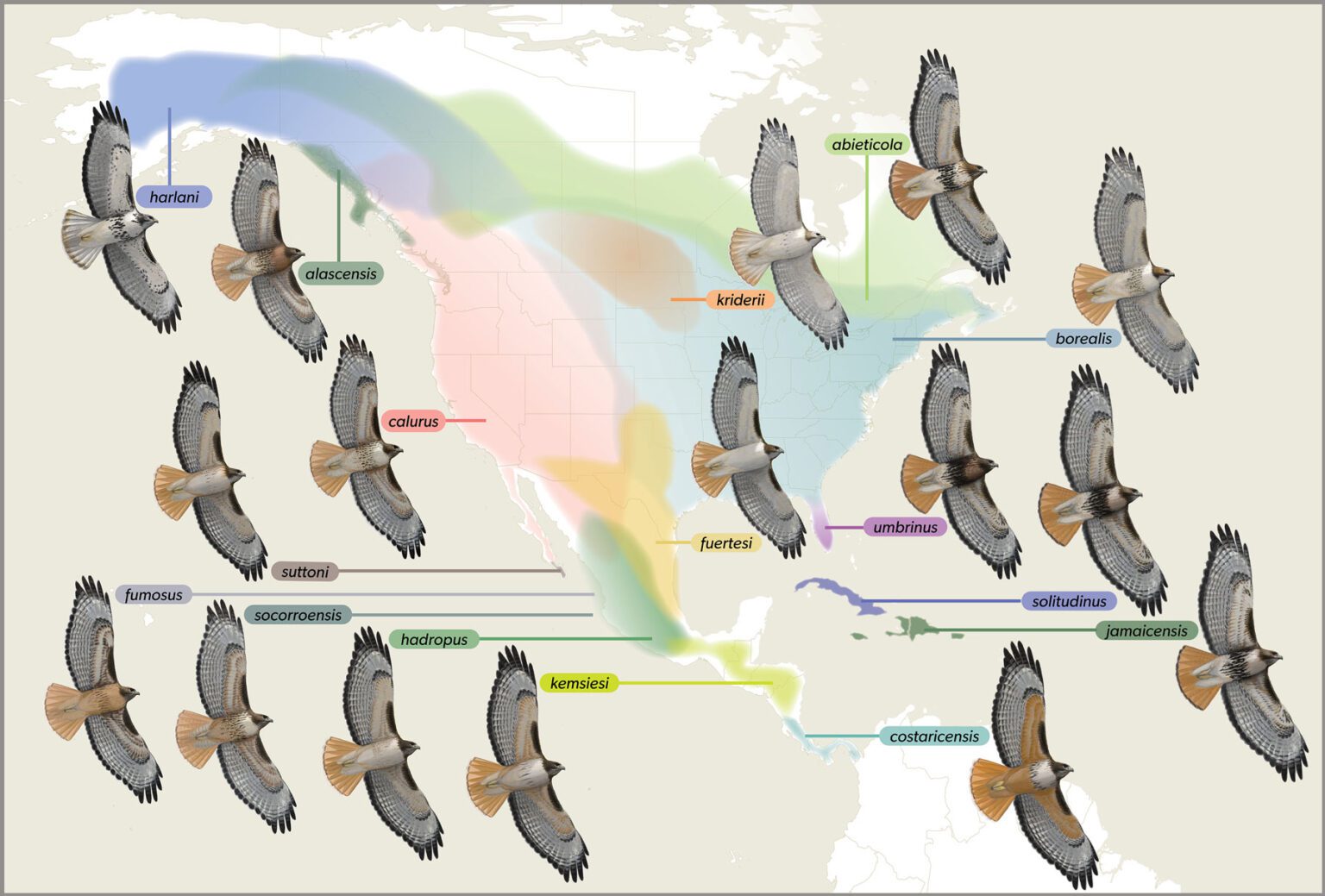 Cracking the Red-tail Code: Exploring the Diversity of America’s Most ...