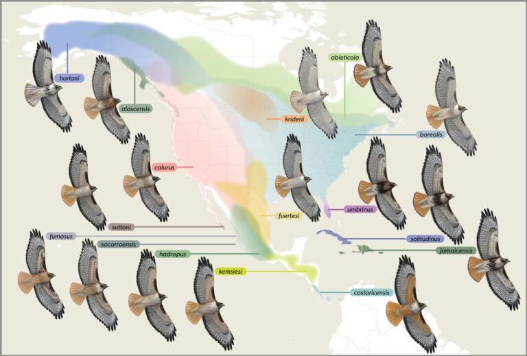 Cracking the Red-tail Code: Exploring the Diversity of America’s Most ...