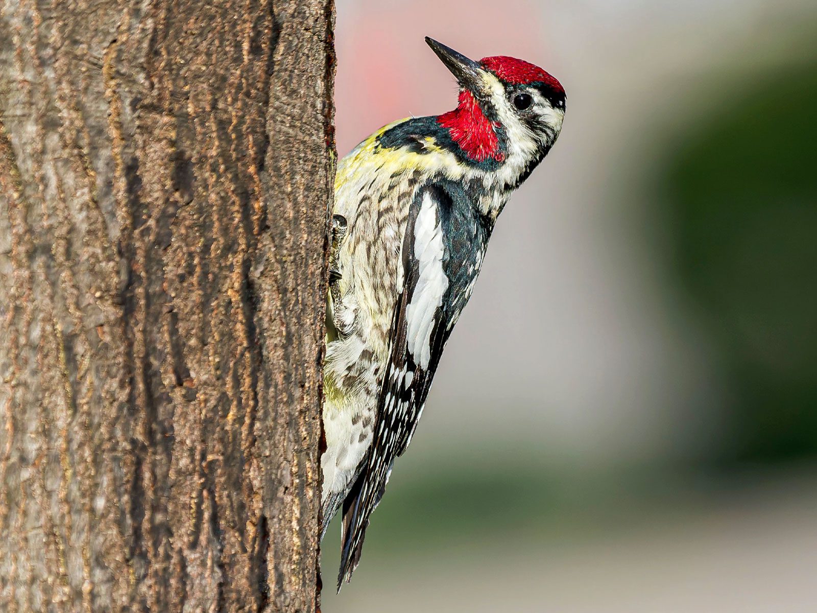 How to Recognize Woodpeckers by Their Drumming Sounds | All About Birds