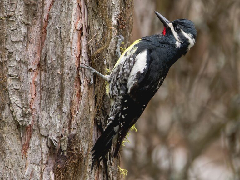 How to Recognize Woodpeckers by Their Drumming Sounds | All About Birds