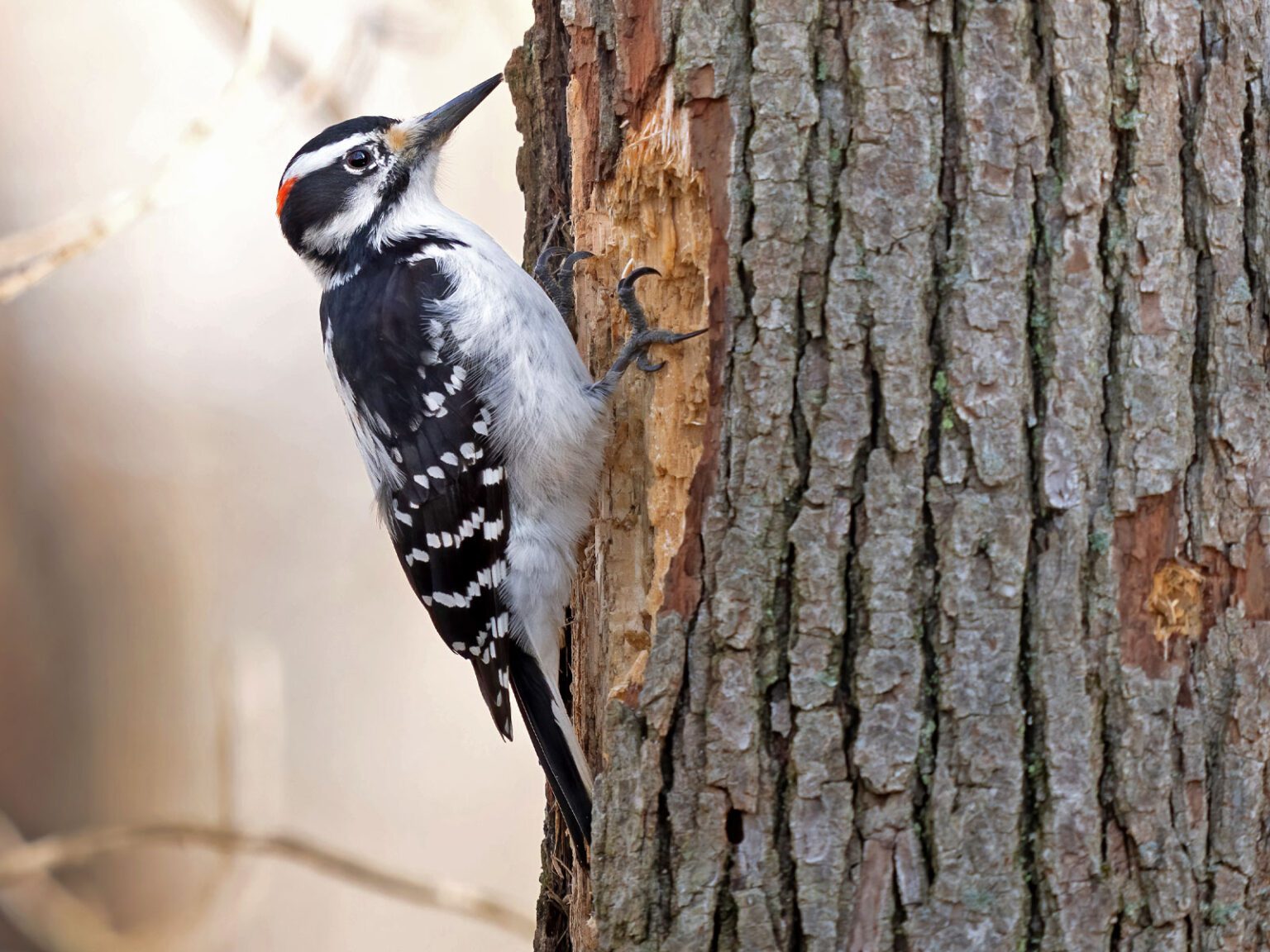 How to Recognize Woodpeckers by Their Drumming Sounds | All About Birds