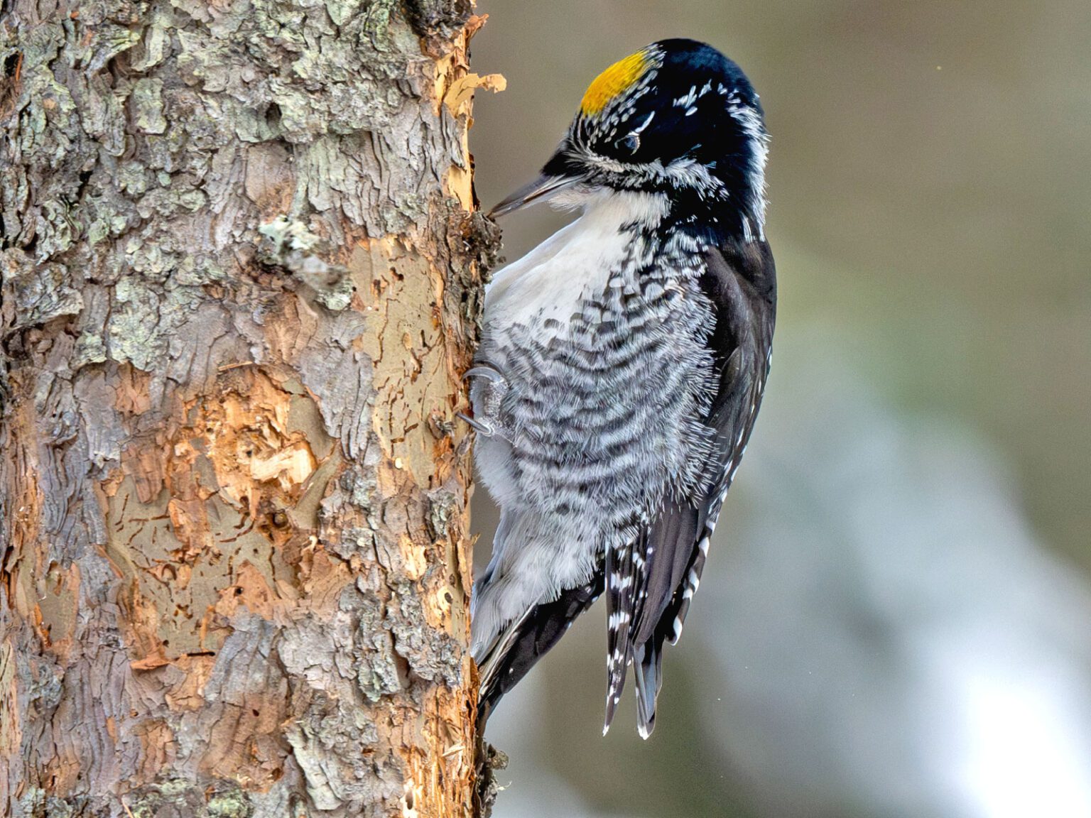 How to Recognize Woodpeckers by Their Drumming Sounds | All About Birds