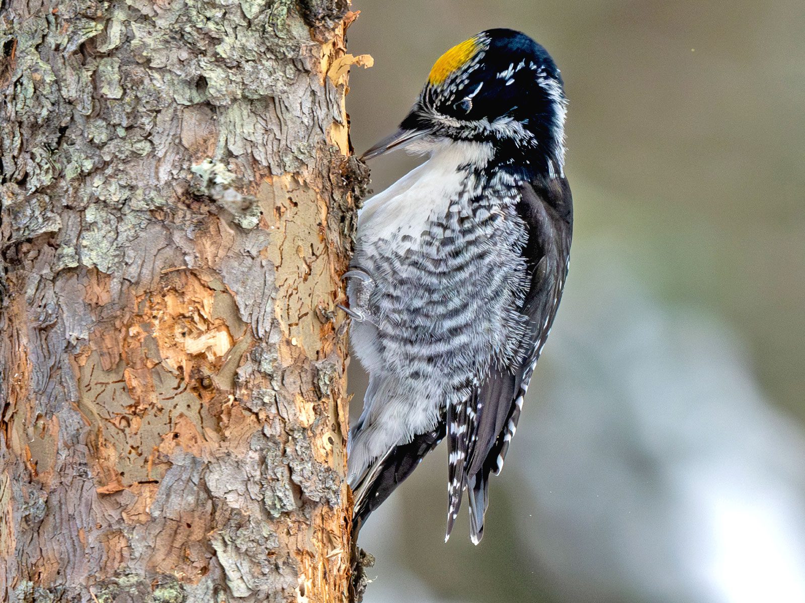 How to Recognize Woodpeckers by Their Drumming Sounds | All About Birds
