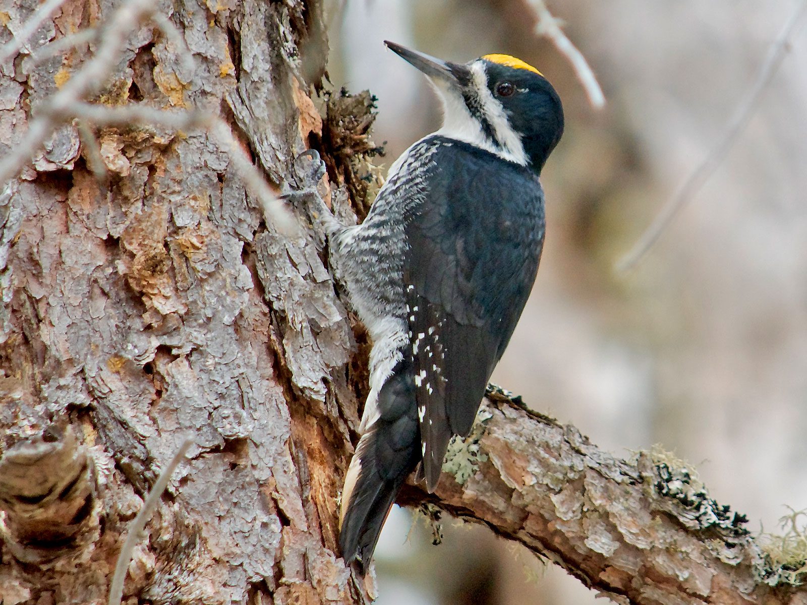 How to Recognize Woodpeckers by Their Drumming Sounds | All About Birds